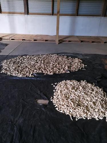 Kava exporter’s permit suspended | News | dailypost.vu