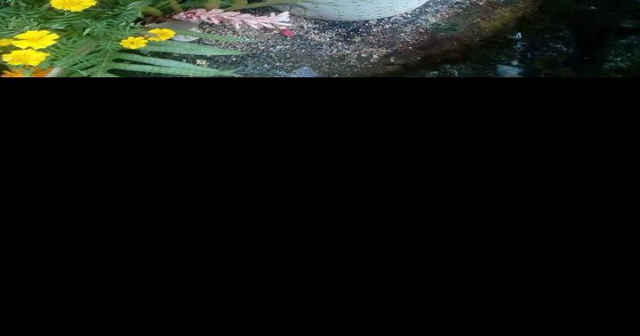 Rare pineapple | News | dailypost.vu