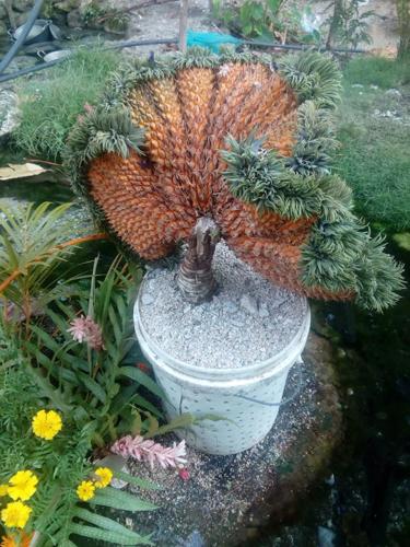 Rare pineapple | News | dailypost.vu