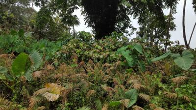 Acid Rain on East and West Ambae | News | dailypost.vu