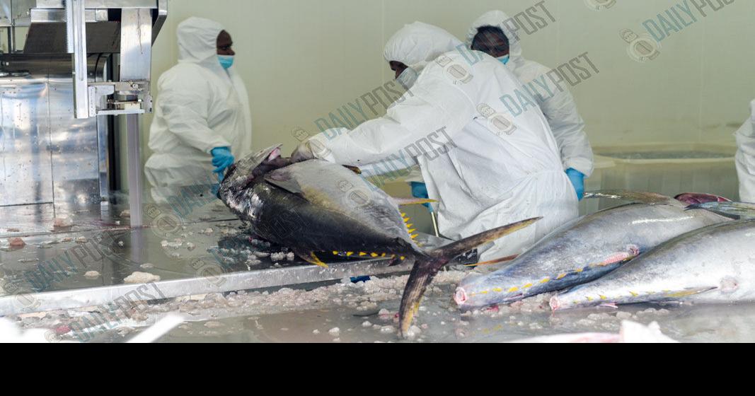 Tuna cannery still in the pipeline | News | dailypost.vu