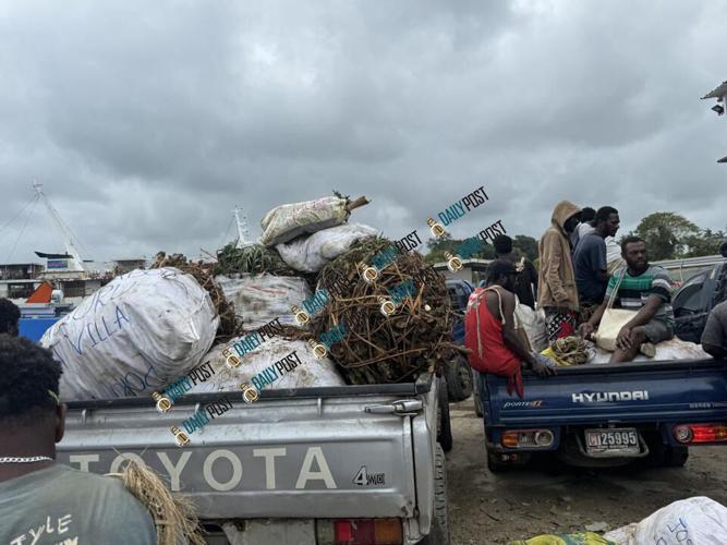 Pentecost chiefs call on Gov’t for kava factory and mechanisation | News | dailypost.vu