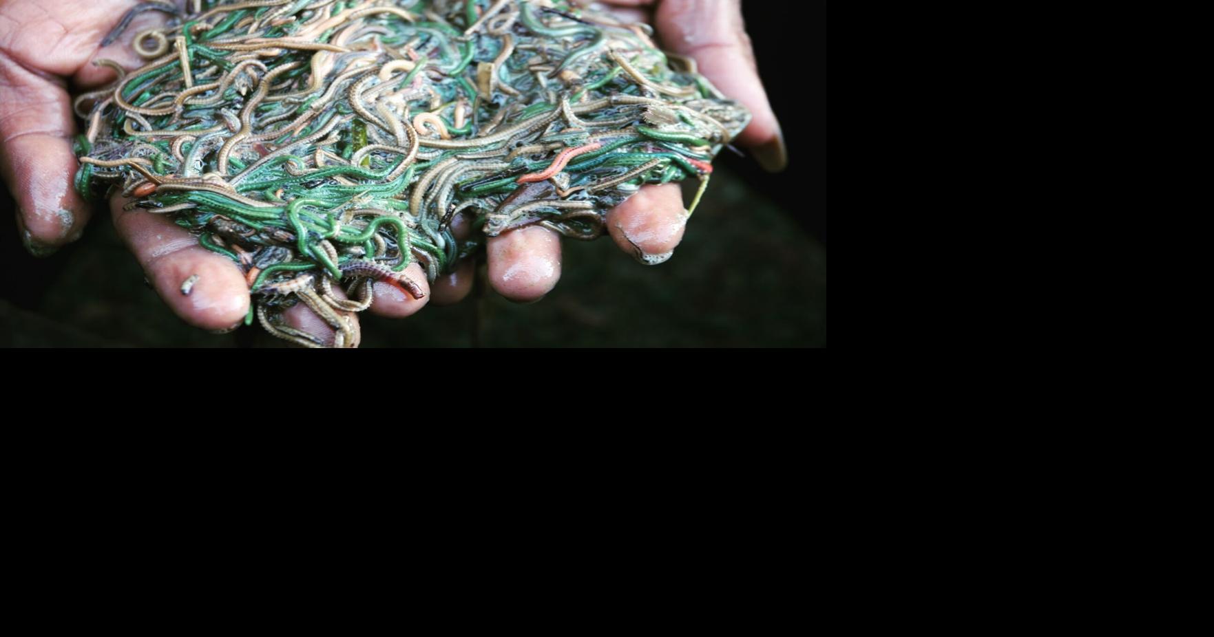 Motalava Islanders Prepare for Annual Palolo Worm Harvest | News ...