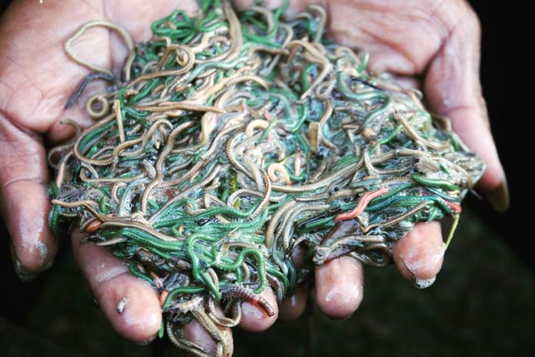 Motalava Islanders Prepare for Annual Palolo Worm Harvest | News ...