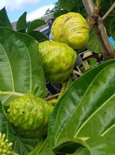 Ambitious plans for Noni production | News | dailypost.vu