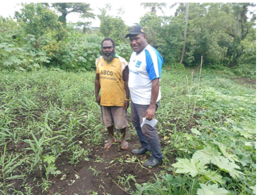Tanna Farmers Venture into Commercial Farming of Ginger | News ...