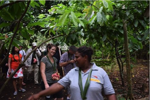 Vanuatu cocoa offers “new flavour” for craft chocolate industry | News ...