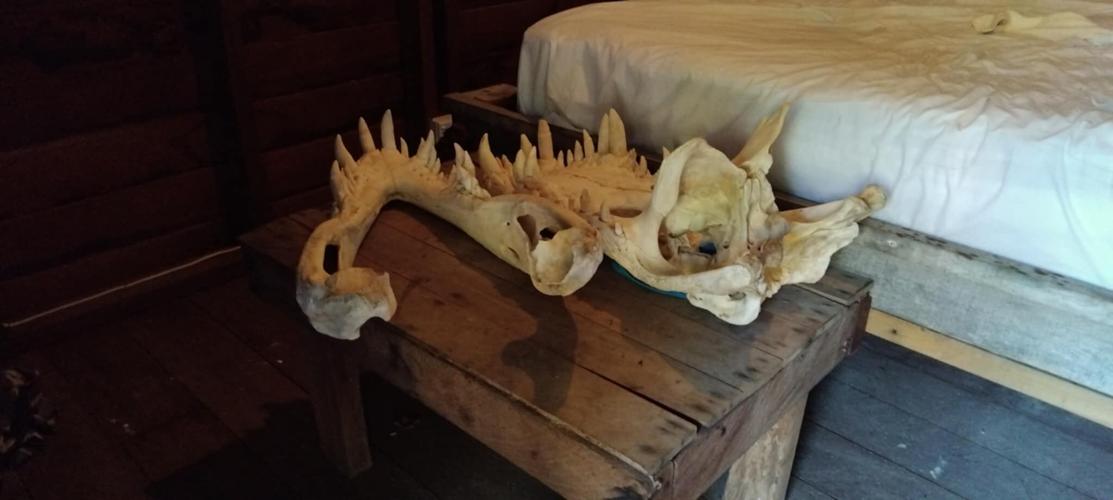 Police aware of crocodile killing in Pakea, but no complaint filed ...