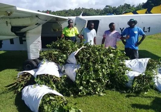 Increasing Kava Production Through Partnership: Recap on 2019 National ...
