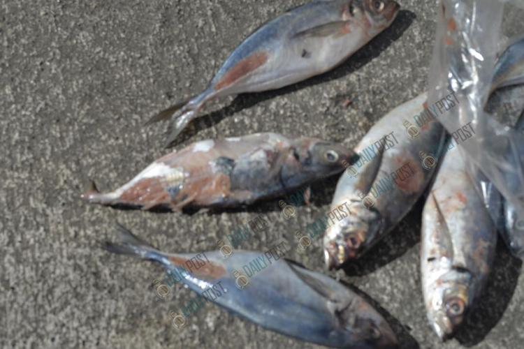 Foul-smelling fish triggers customer complaint | News | dailypost.vu