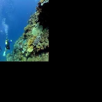 Marine column | News | dailypost.vu