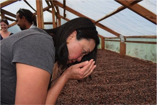 Vanuatu cocoa offers “new flavour” for craft chocolate industry | News ...