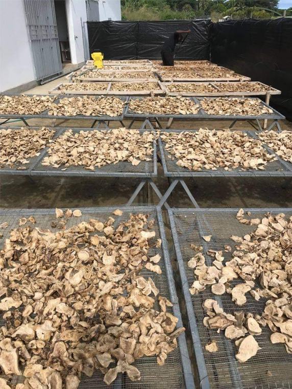 Vanuatu Kava Export Affected by COVID-19 pandemic | News | dailypost.vu