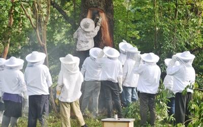 Vanuatu Agriculture College and ADRA equipping local farmers in ...