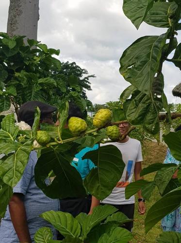 Ambitious plans for Noni production | News | dailypost.vu