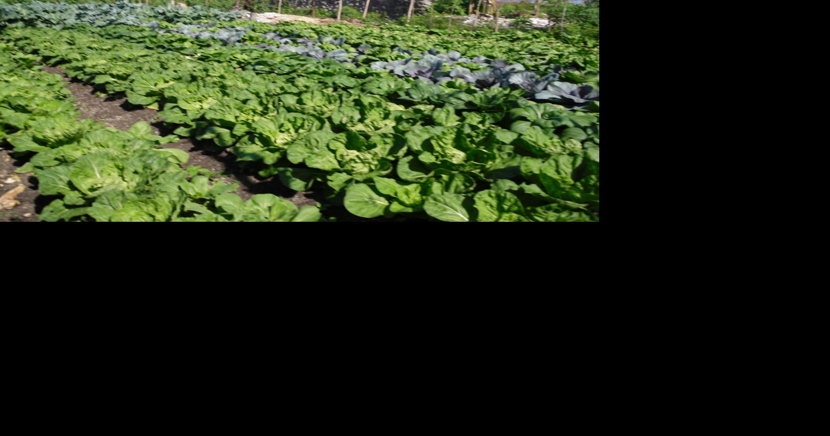 Samaritan Garden provides vegetables for Pango village | News ...