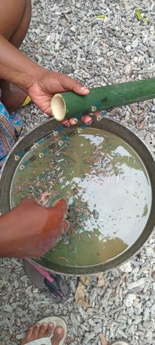 Malo Islanders top off Marou dish with palolo delicacy | News ...