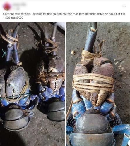 Unlicensed coconut crab sales | News | dailypost.vu