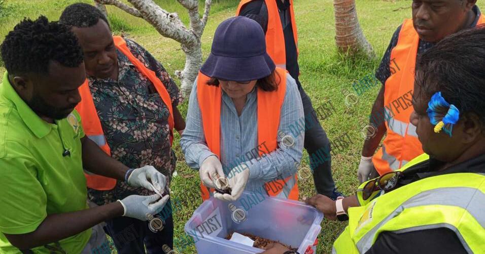 Virus released in rhinoceros heavily infested areas | News | dailypost.vu