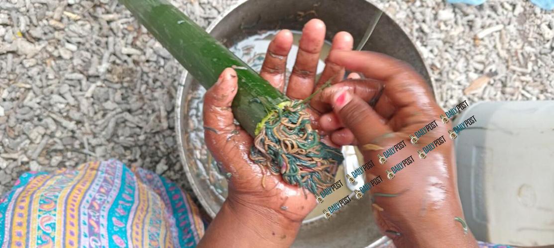 Malo Islanders top off Marou dish with palolo delicacy | News ...
