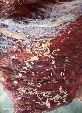 Beef carcasses seized and destroyed | News | dailypost.vu