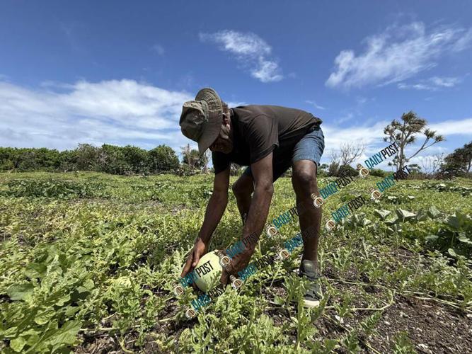 watermelon farmer