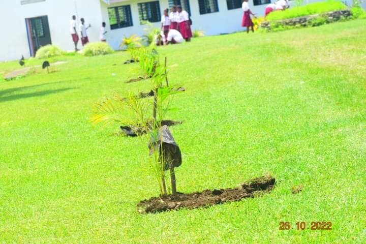 Over 100 palm trees planted at Rensarie College | News | dailypost.vu
