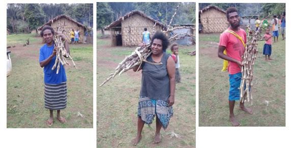 Increasing Kava Production Through Partnership: Recap on 2019 National ...