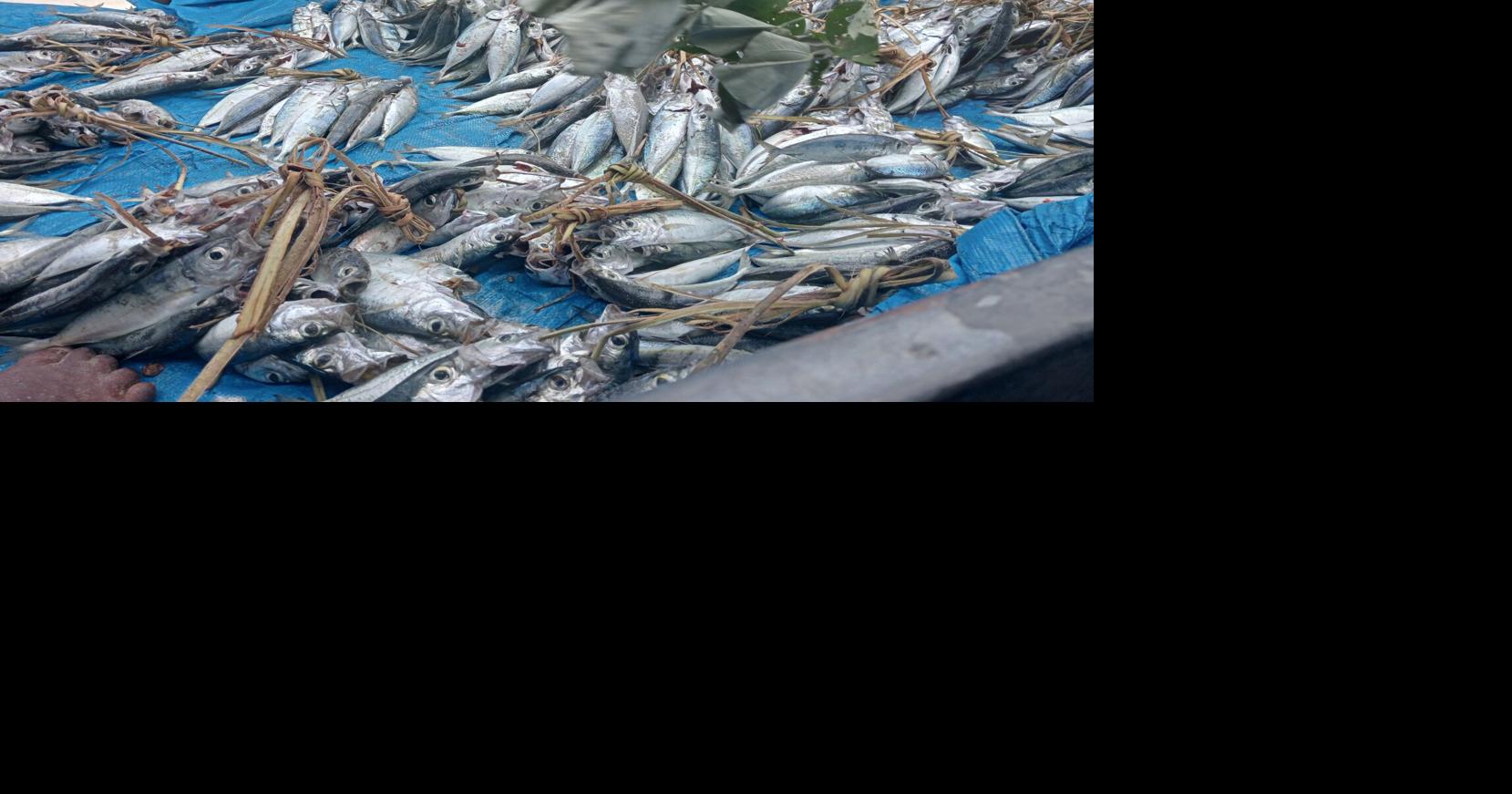11 new fish poisoning cases over 3 months | News | dailypost.vu