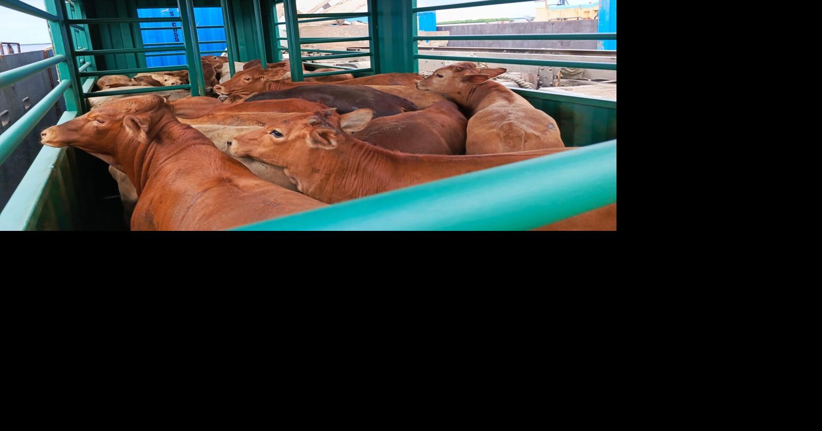 South Sea Cargo, Livestock Dep't, and 3H Cattle partner for Livestock ...