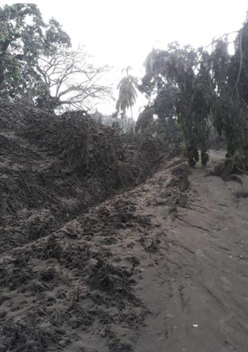 Ash Fall Destruction on North Ambae | News | dailypost.vu