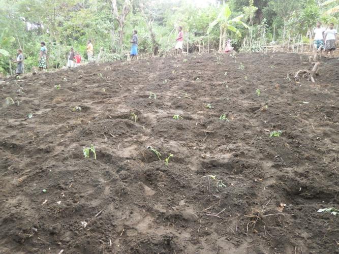 School seeks most suitable kumala planting method | News | dailypost.vu