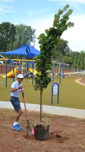 First trees planted at new Athens City Schools building | News ...