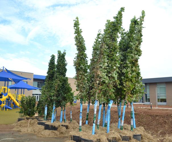 First trees planted at new Athens City Schools building | News ...