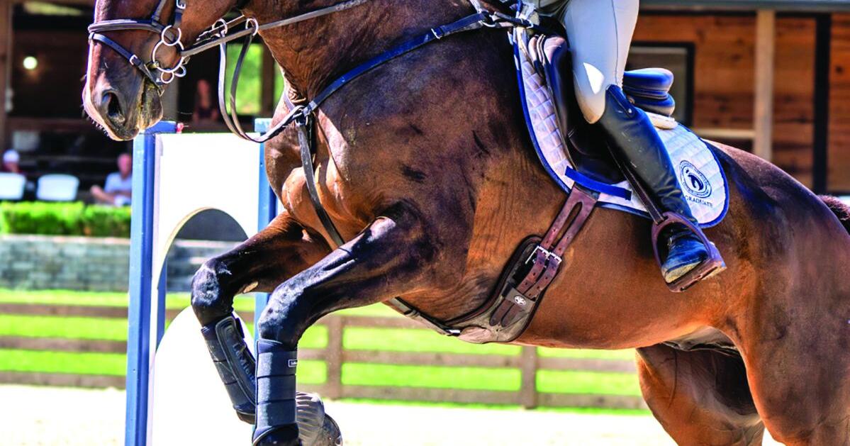 Riddle, Sister Chloe competing in Retired Racehorse Project | News ...