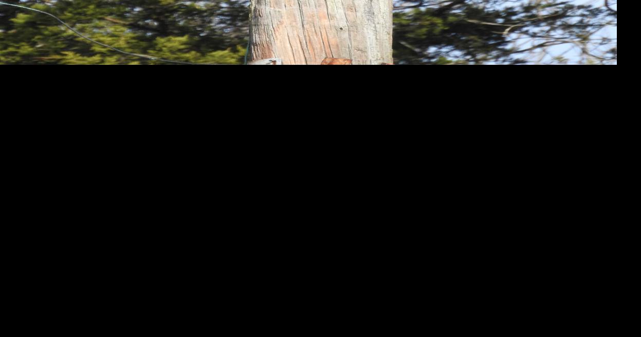 Red-shouldered hawks perch on power pole | News | dailypostathenian.com