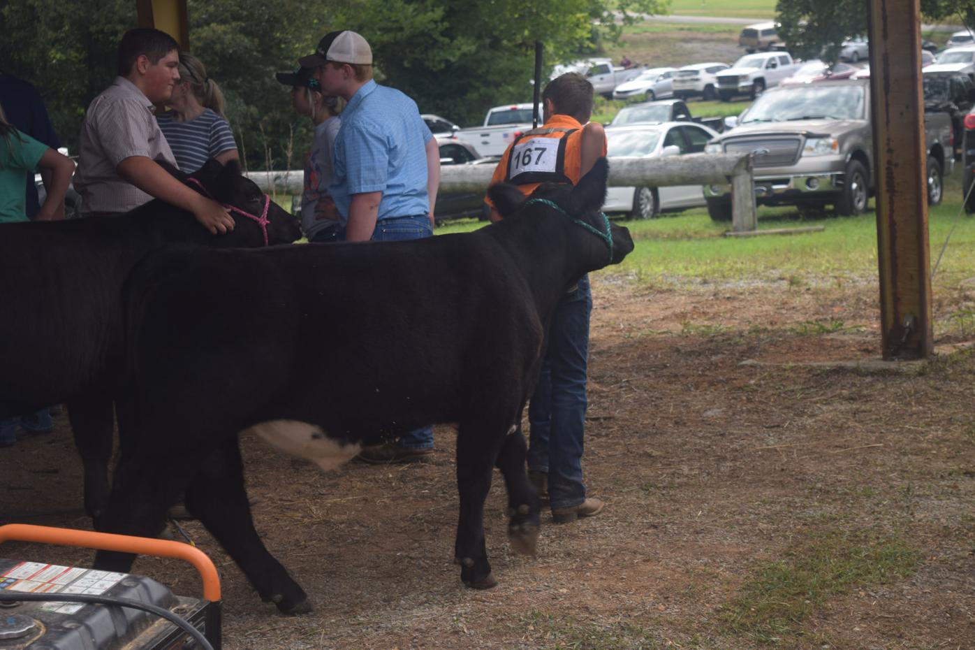 Scenes from the Meigs County Fair | News | dailypostathenian.com
