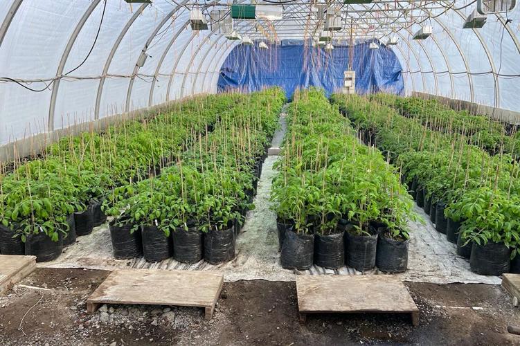 Local tomatoes create smiles at area farmers markets | News ...