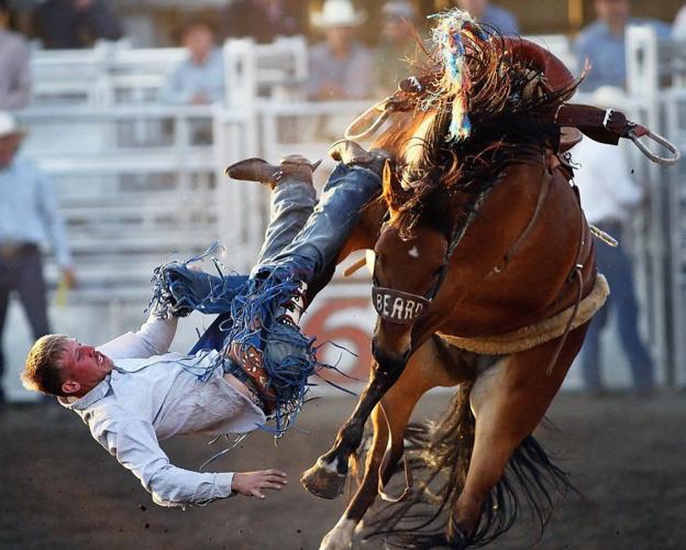 Beard Rodeo Co. taking 11 horses, 5 bulls to rodeo in Colorado | News ...