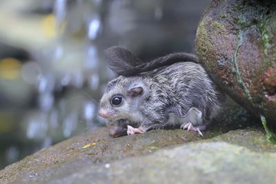 Where squirrels collide: Are Minnesota’s southern flying squirrels ...