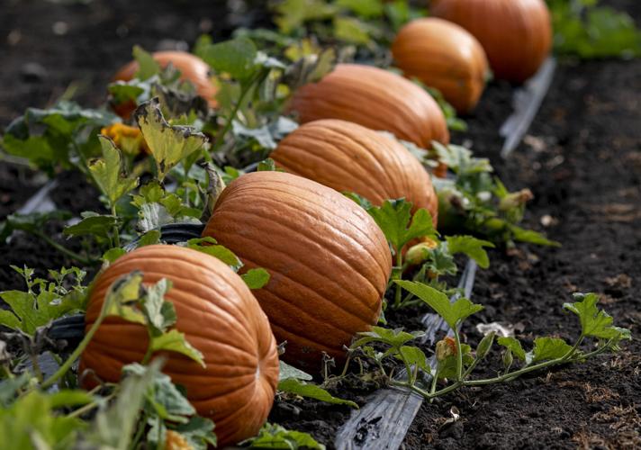 Multiple local pumpkin hunting options with family fun for all ages ...