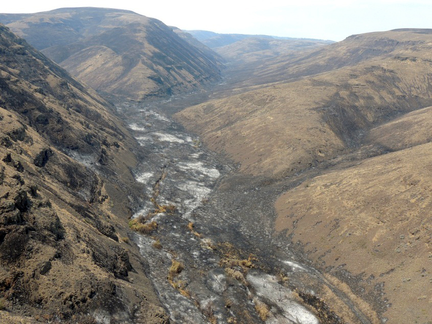 Colockum Tarps burn area slowly recovering | Members | dailyrecordnews.com