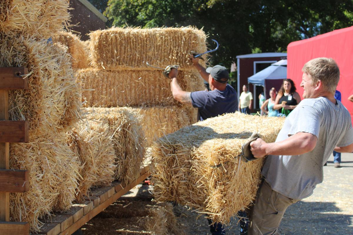 Hay flies at Kittitas County Fair bucking contest | News ...