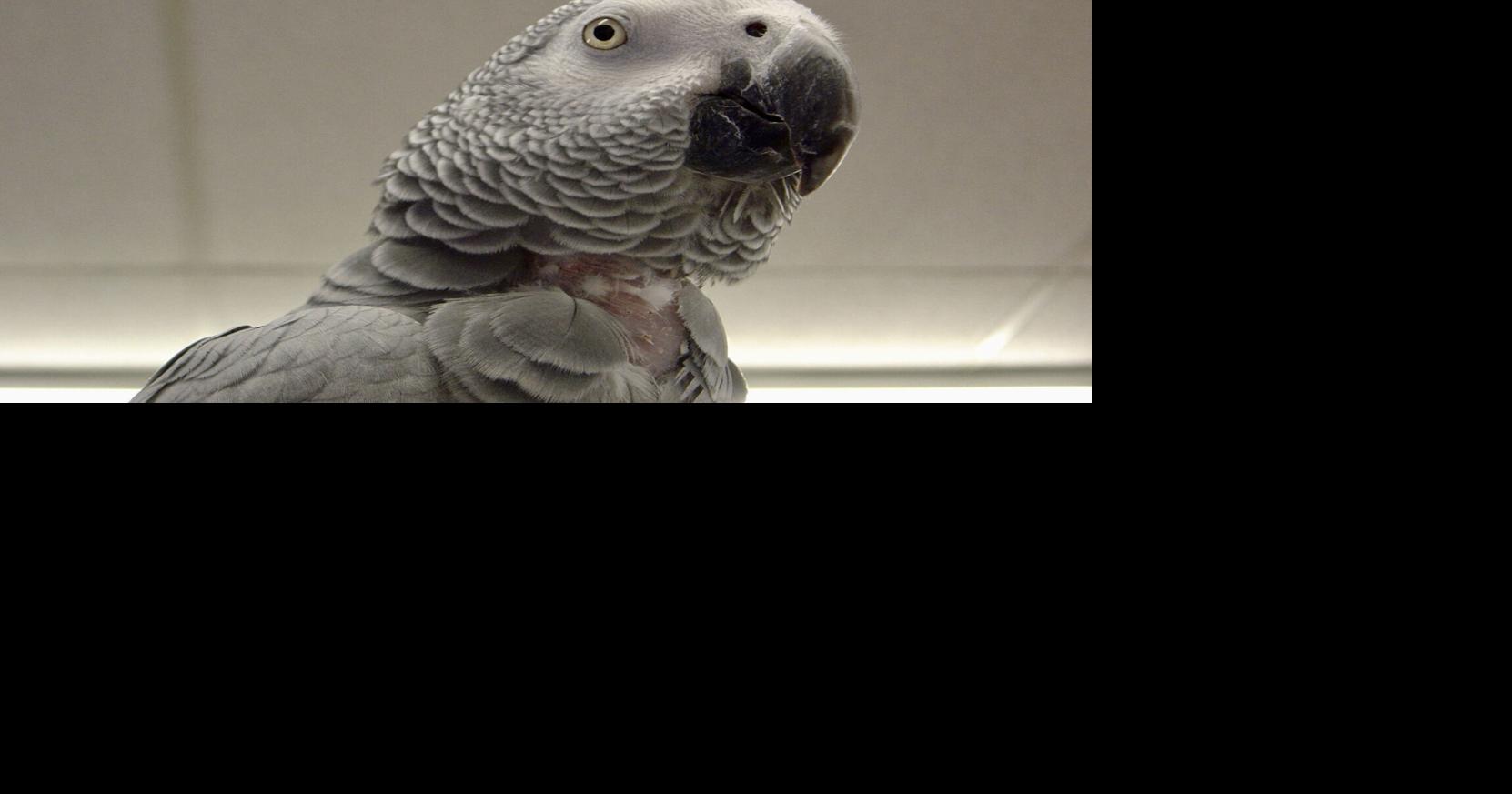 Beloved Ellensburg parrot gone, but not forgotten | Ellensburg ...