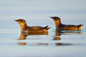 Rare-bird mystery revealed at Kittitas Audubon meeting | Outdoors ...