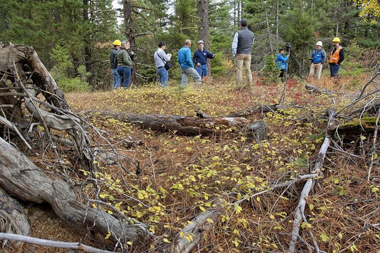 State releases 20-year plan to improve forest health | News ...