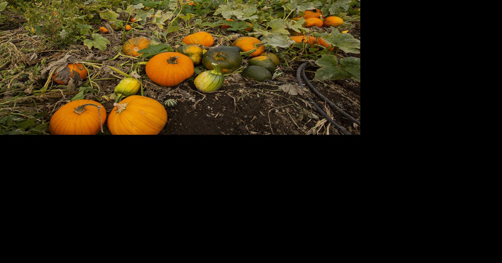 Multiple local pumpkin hunting options with family fun for all ages ...
