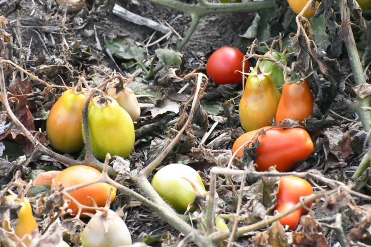 CWU Wildcat Farm provides fresh ingredients to the school and a place ...