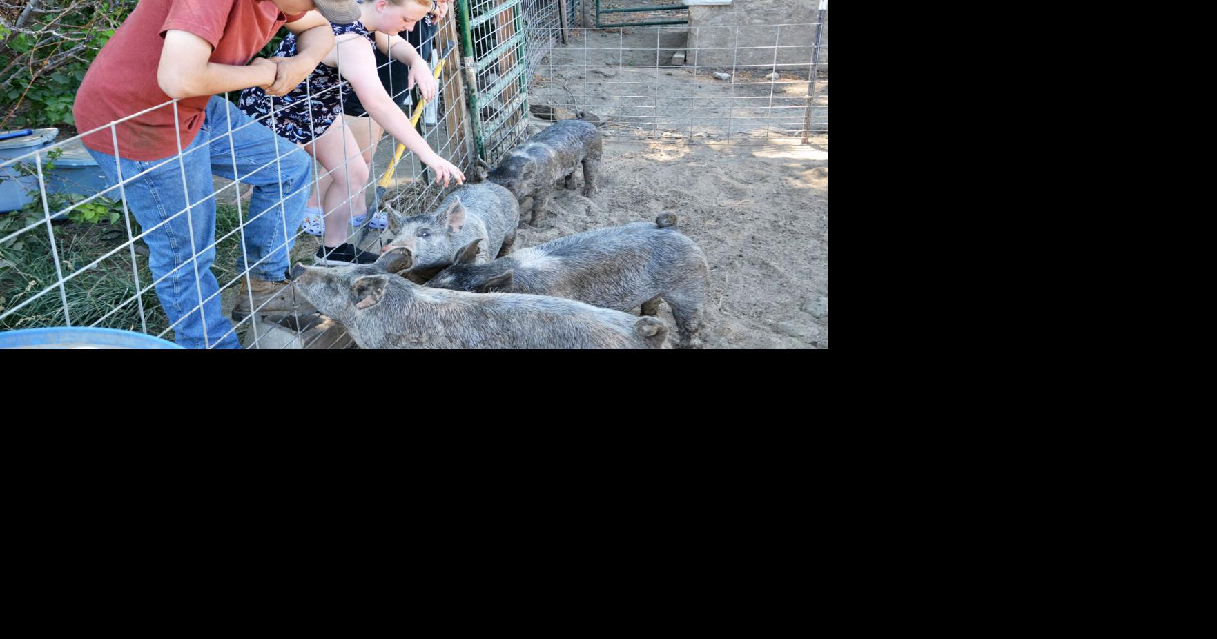 Hog time — Swine raising weighs nutrition, fitness | Ellensburg ...