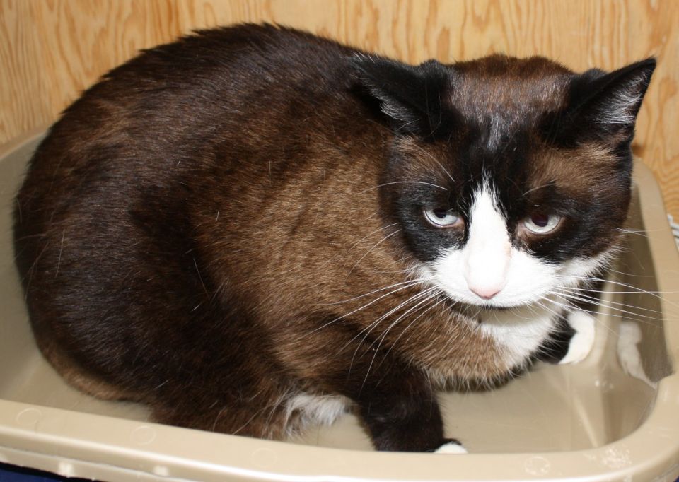 Pause for Paws: Two cats need homes | Scrapbook | dailyrecordnews.com